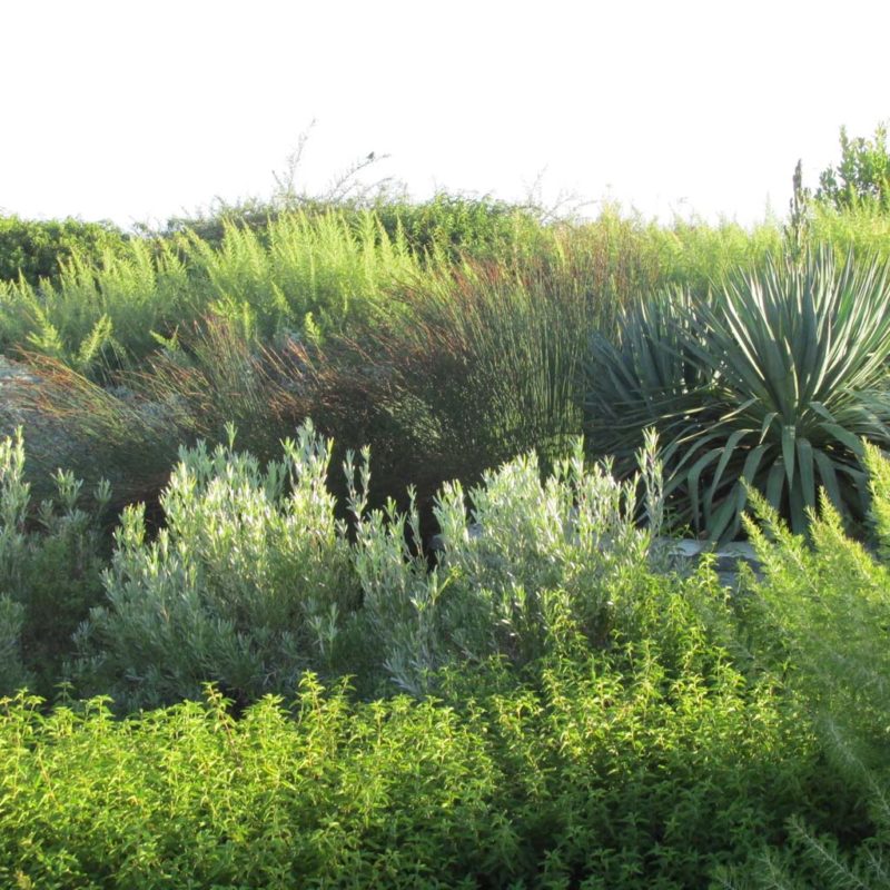 California Friendly – Roger's Gardens Landscaping